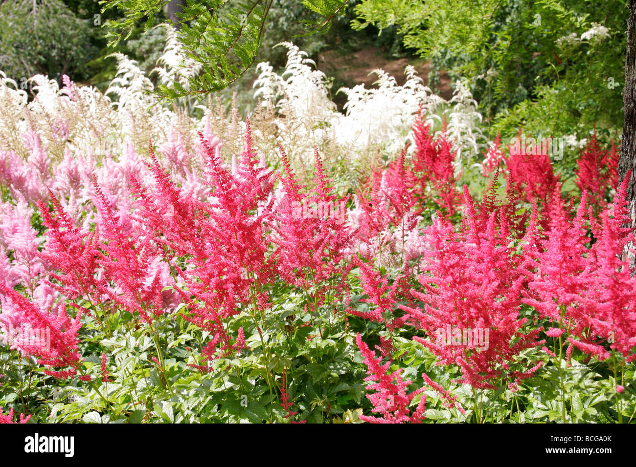 Pink astilbes hi-res stock photography and images - Alamy