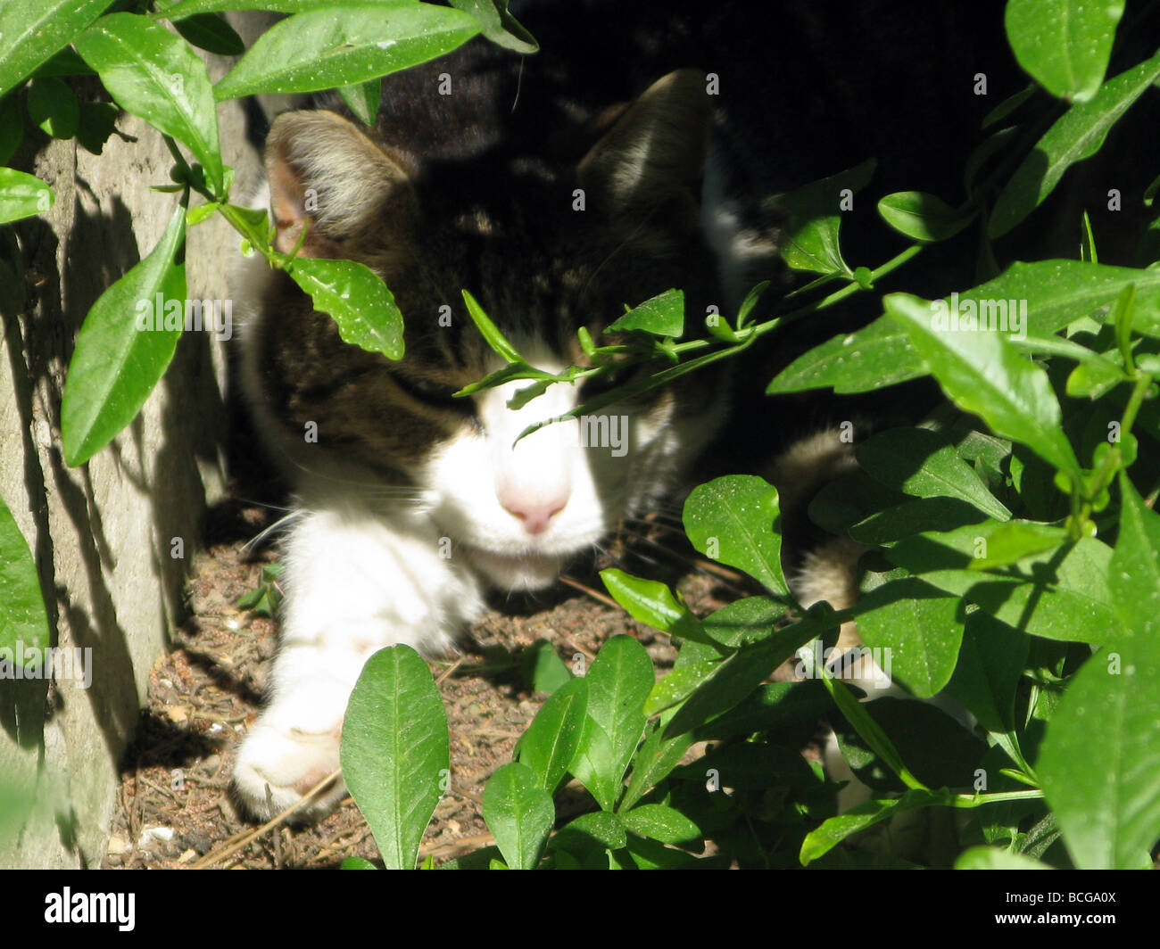 cat sleeping under tree in garden Stock Photo - Alamy
