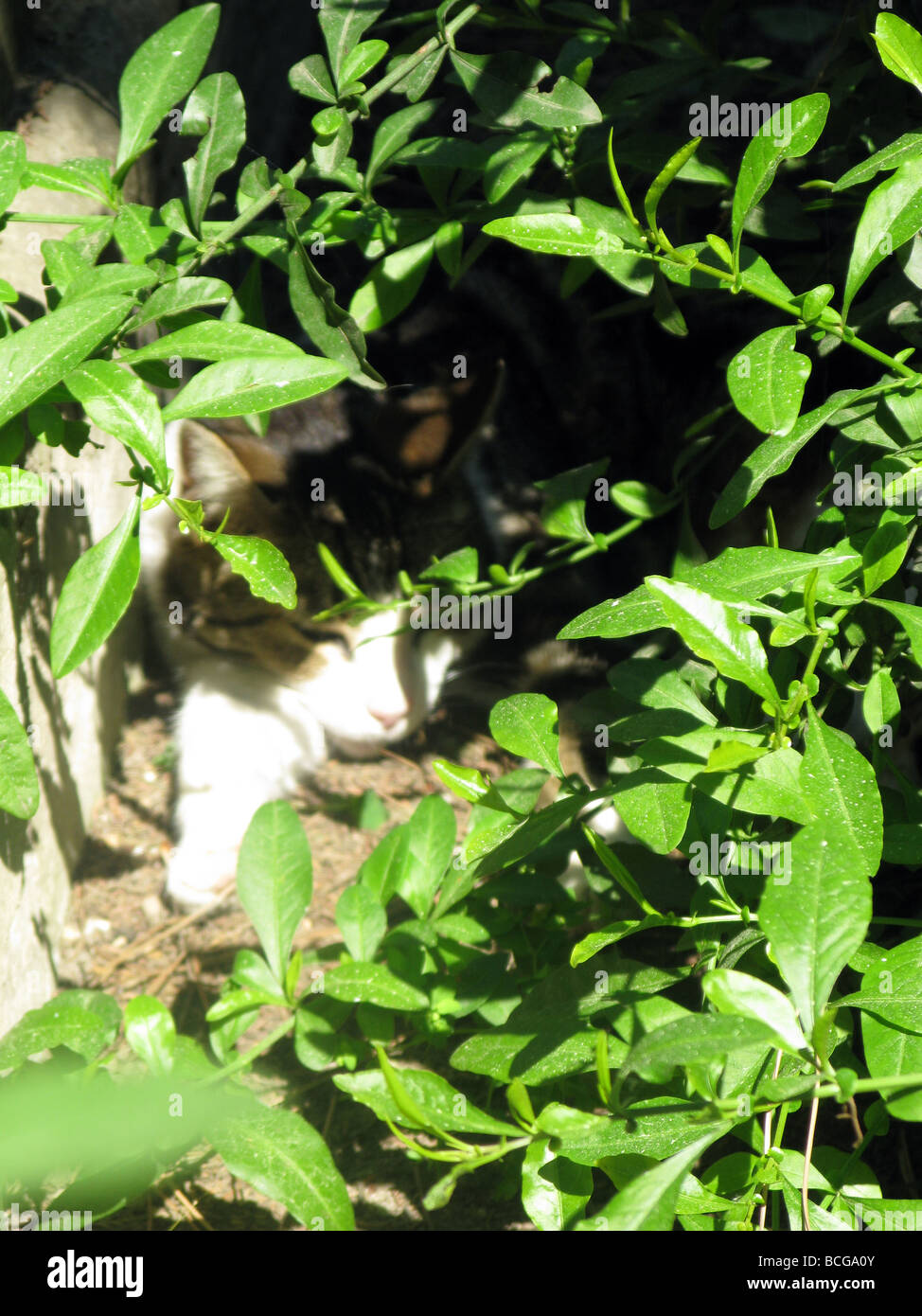 cat sleeping under tree in garden Stock Photo - Alamy