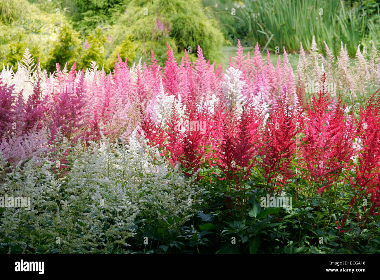 Pink astilbes hi-res stock photography and images - Alamy