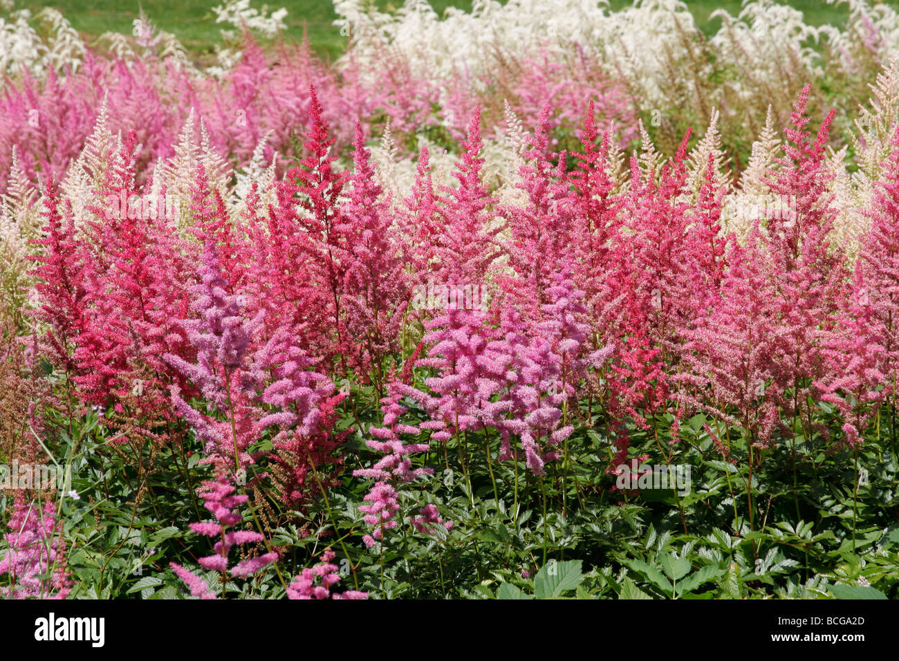 Pink astilbes hi-res stock photography and images - Alamy