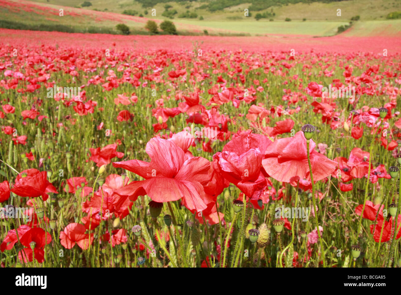 Brighton farms hi-res stock photography and images - Alamy