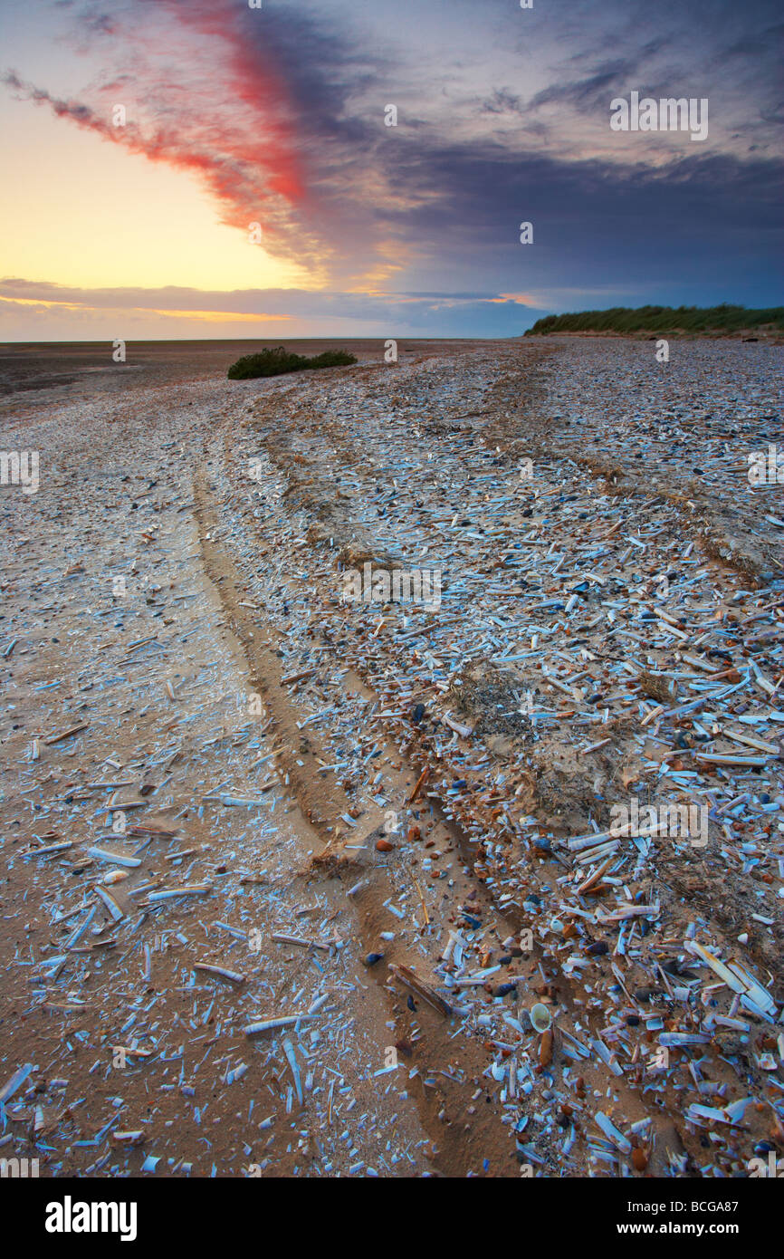 Shells on the beach at Titchwell in North Norfolk Stock Photo - Alamy