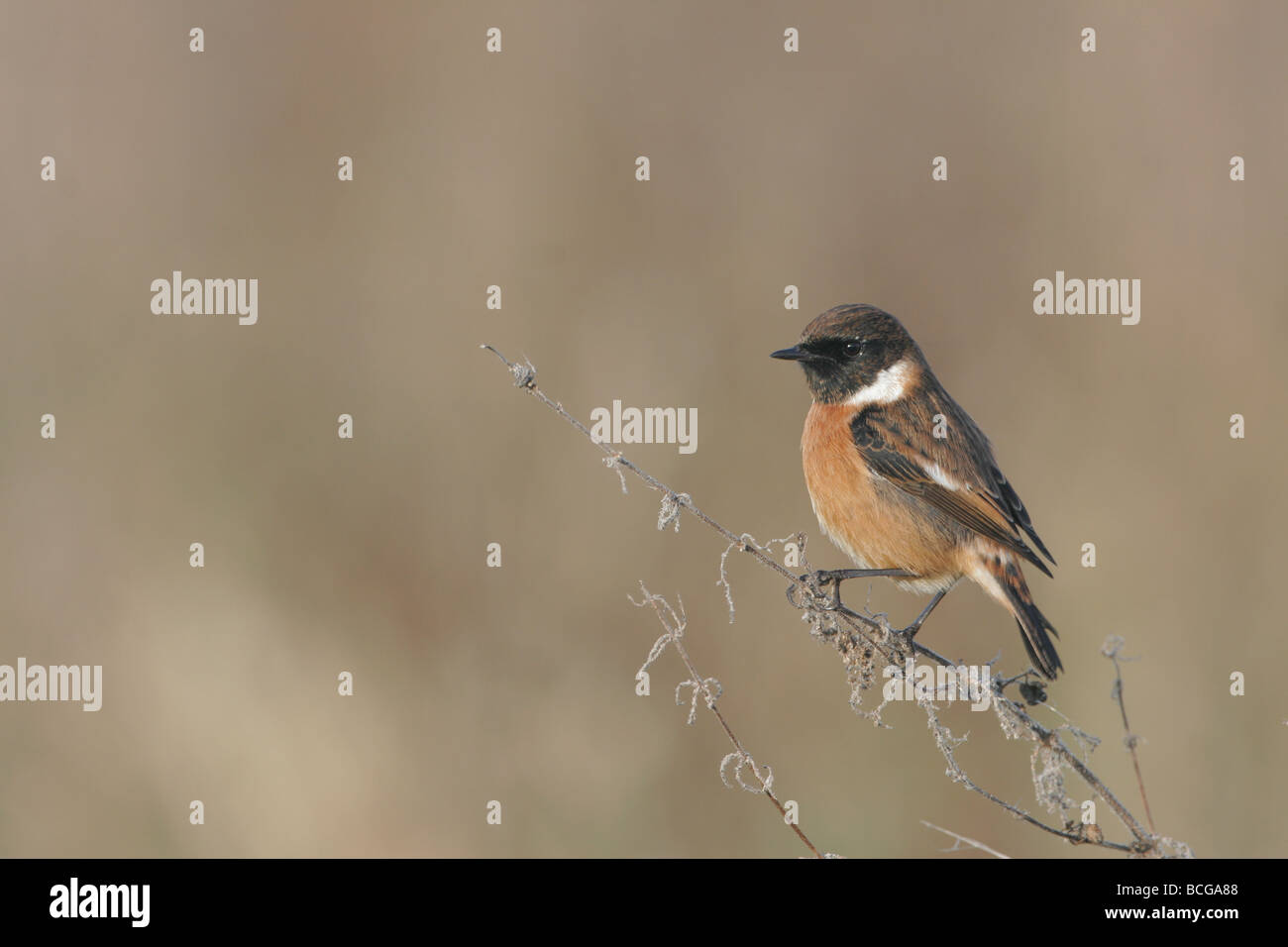 Stonechat, Saxicola rubicola Stock Photo - Alamy