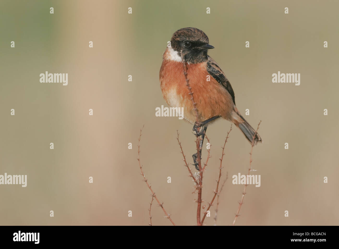 Stonechat, Saxicola rubicola Stock Photo - Alamy