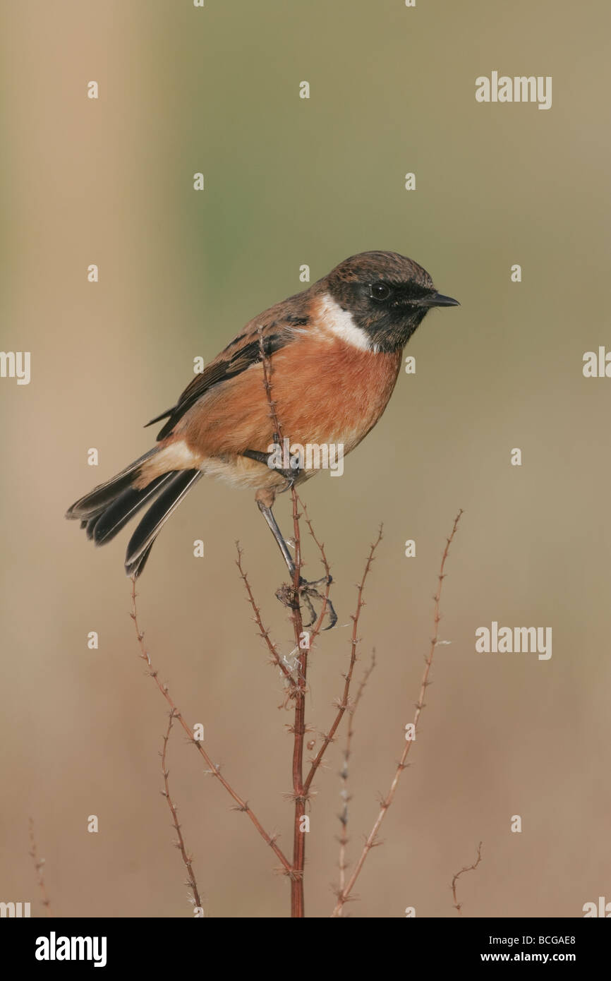 Stonechat, Saxicola rubicola Stock Photo - Alamy