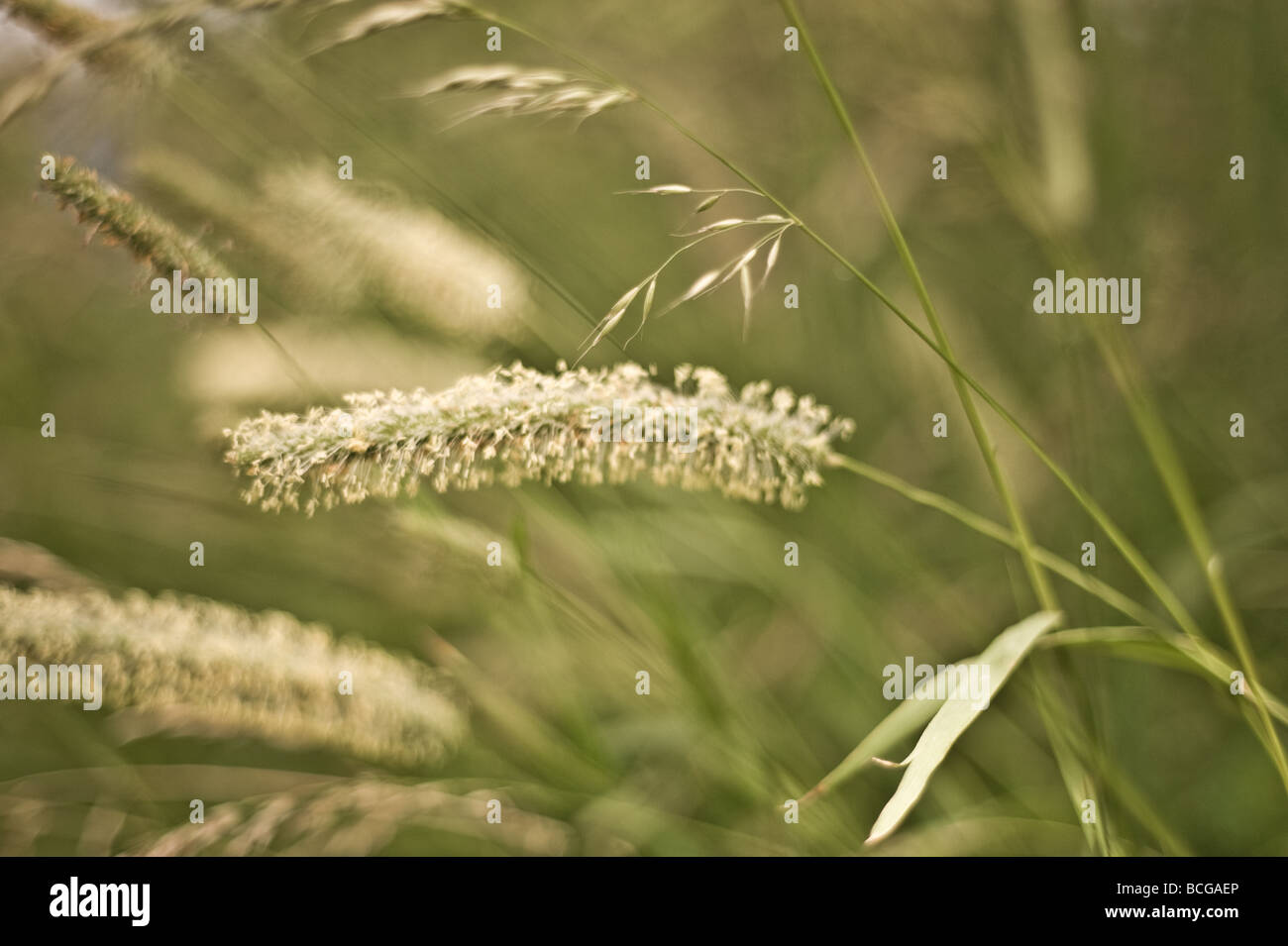 English rye grass hi-res stock photography and images - Alamy