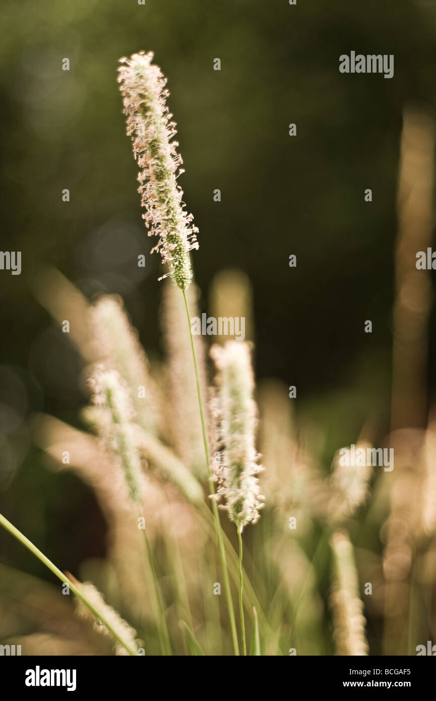 English rye grass hi-res stock photography and images - Alamy