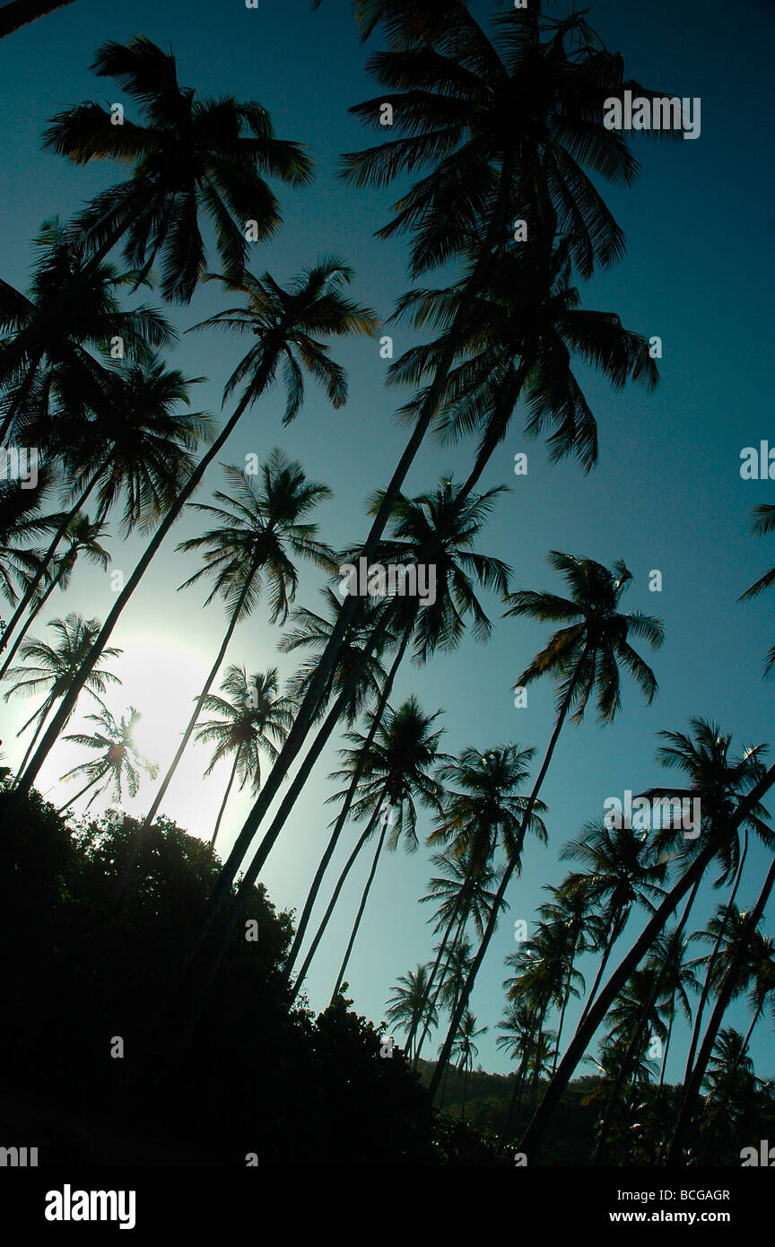 Exploded view tree hi-res stock photography and images - Alamy