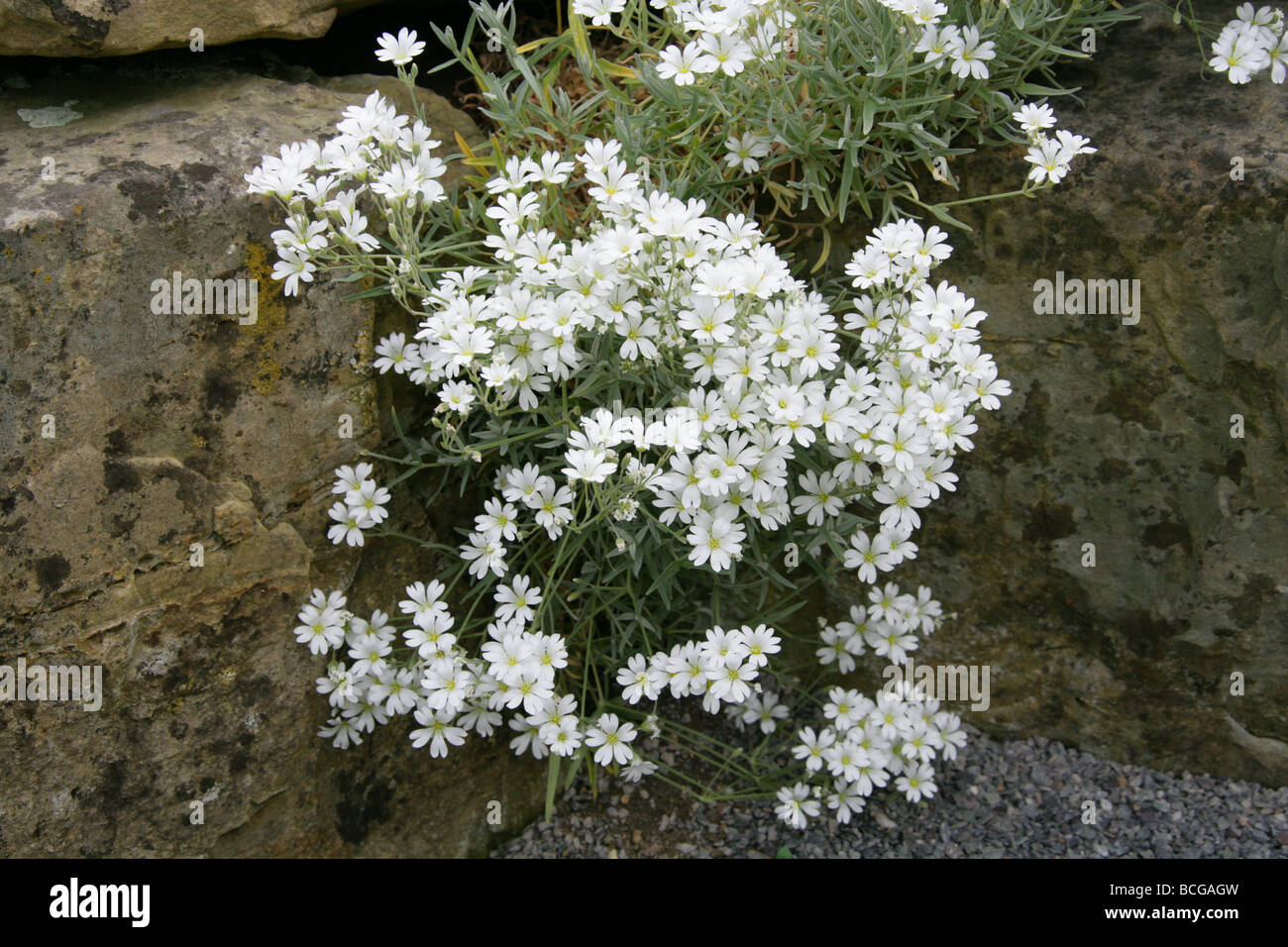 Gibraltar Chickweed, Cerastium boissieri, Caryophyllaceae, Western ...