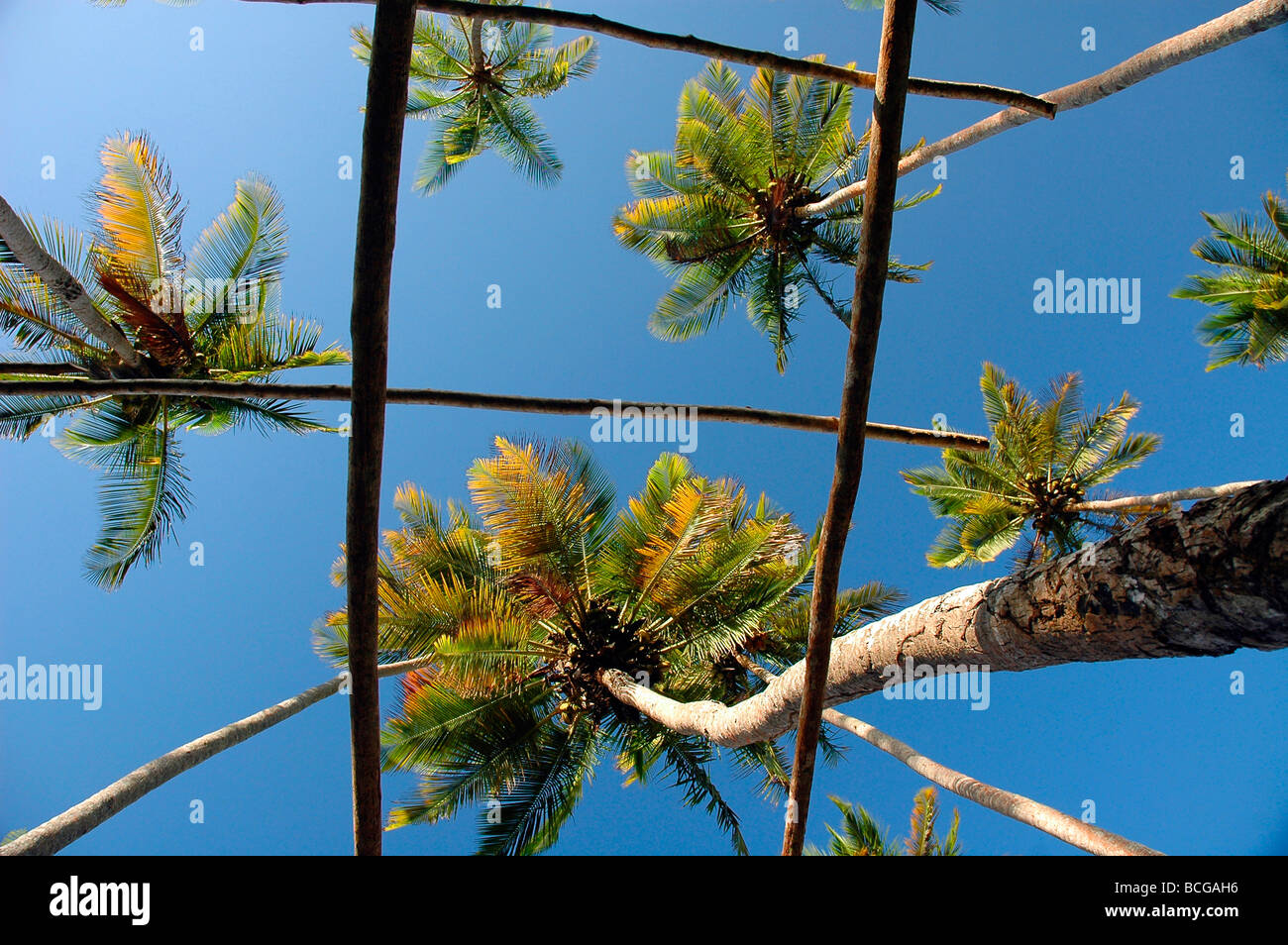 Exploded view tree hi-res stock photography and images - Alamy