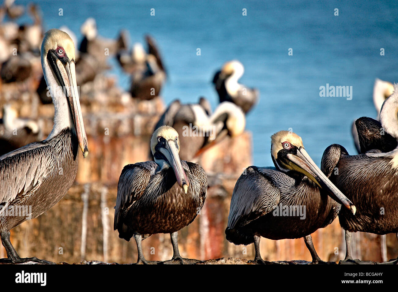 Back view of pelicans hi-res stock photography and images - Alamy