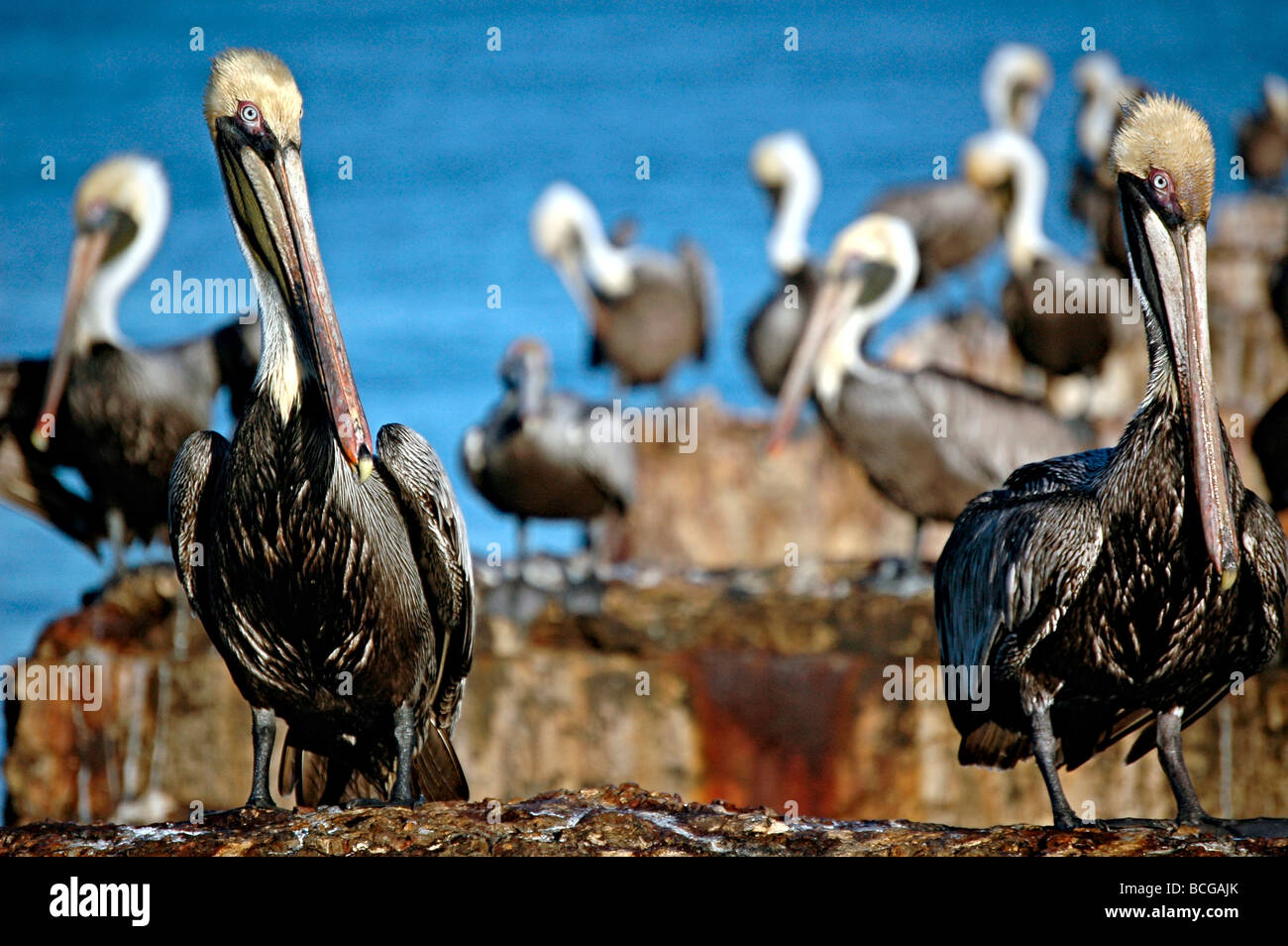 Back view of pelicans hi-res stock photography and images - Alamy