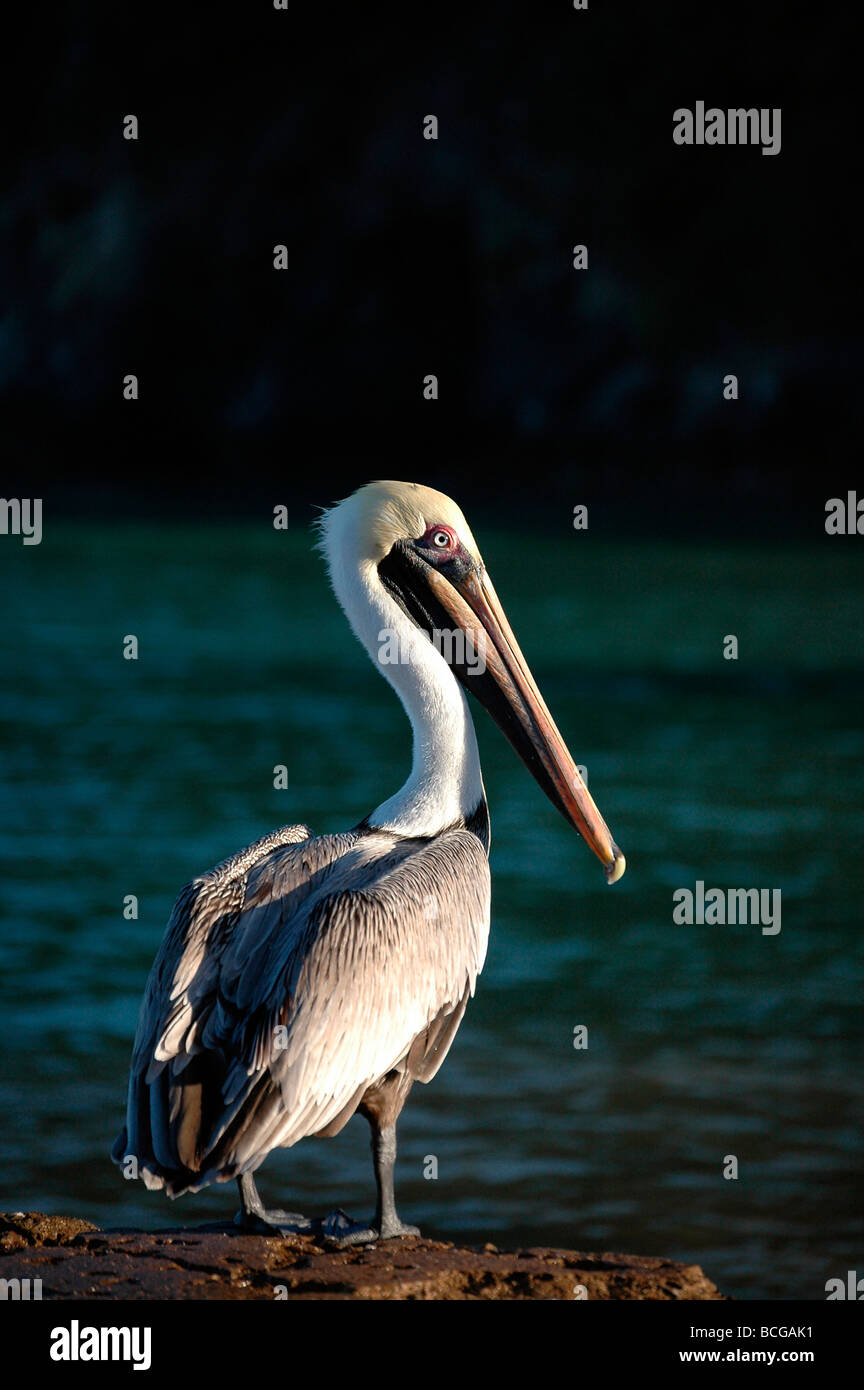 Pelican bird looking camera hi-res stock photography and images - Alamy