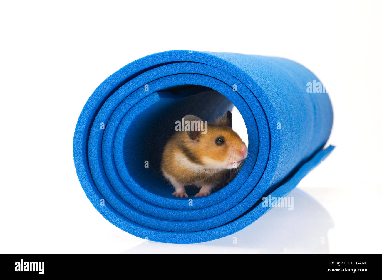 brown Hamster in blue tube white background goldhamster plain ...