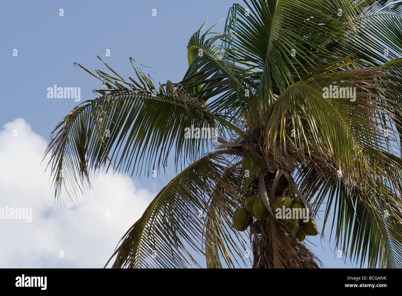 The Coconut Palm Cocos Nucifera High Resolution Stock Photography and ...