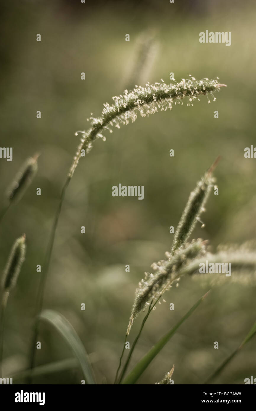 English grass seeds hi-res stock photography and images - Alamy