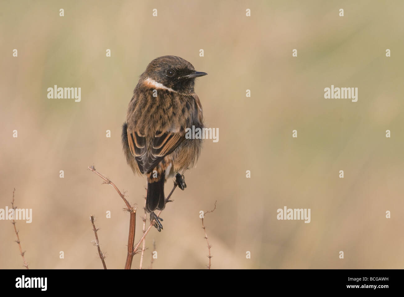 Stonechat, Saxicola rubicola Stock Photo - Alamy
