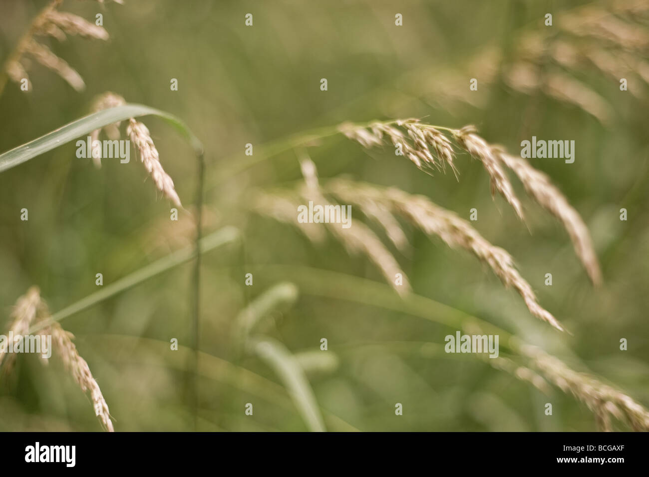 English rye grass hi-res stock photography and images - Alamy