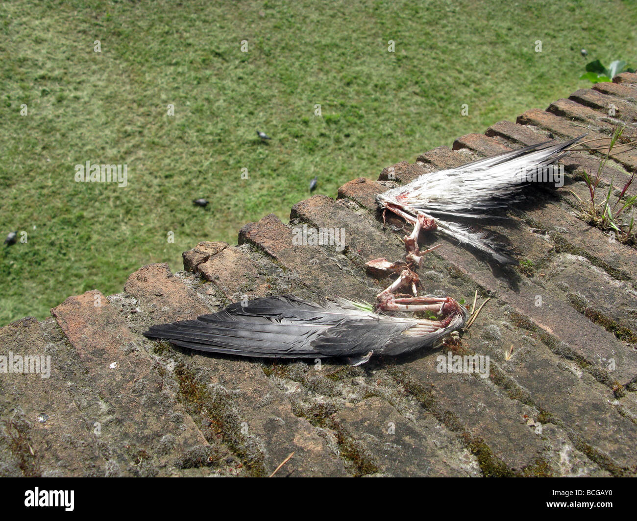 Severed Limb Stock Photos & Severed Limb Stock Images - Alamy