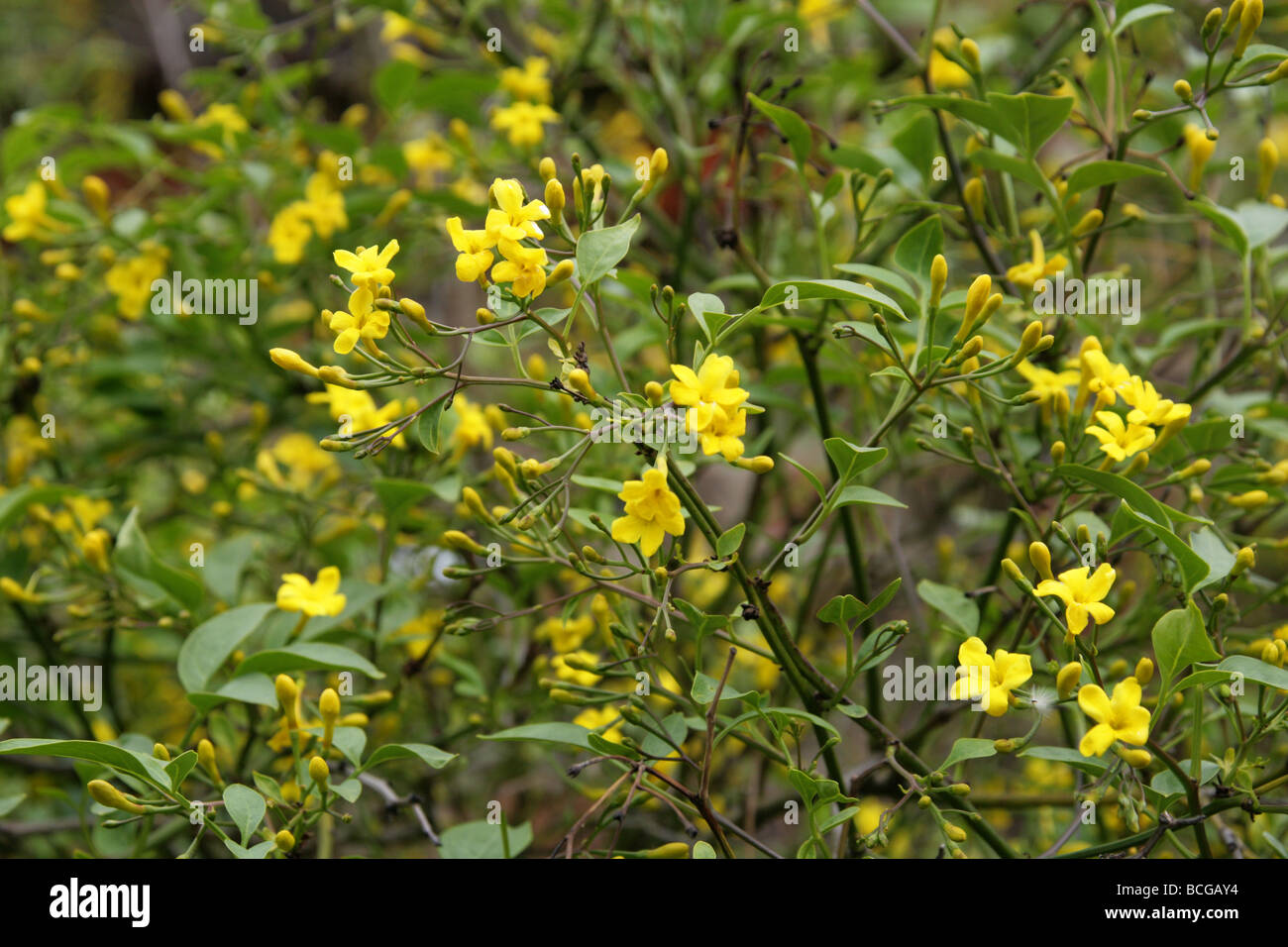 Italian Yellow Jasmine, Jasminum humile, Oleaceae, West China, Asia ...