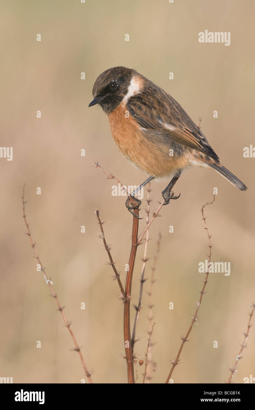 Stonechat, Saxicola rubicola Stock Photo - Alamy