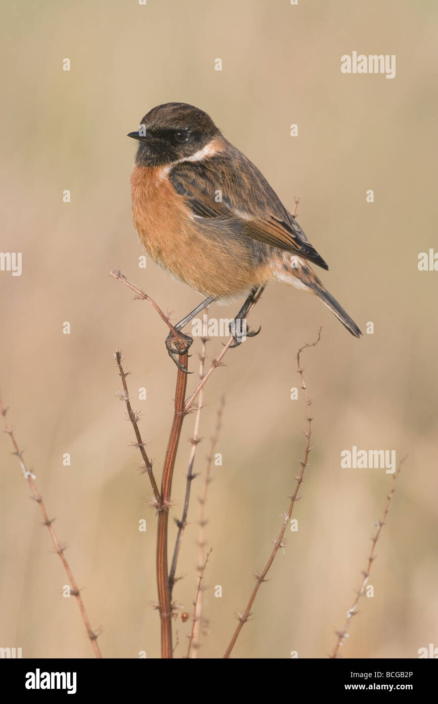 Stonechat, Saxicola rubicola Stock Photo - Alamy