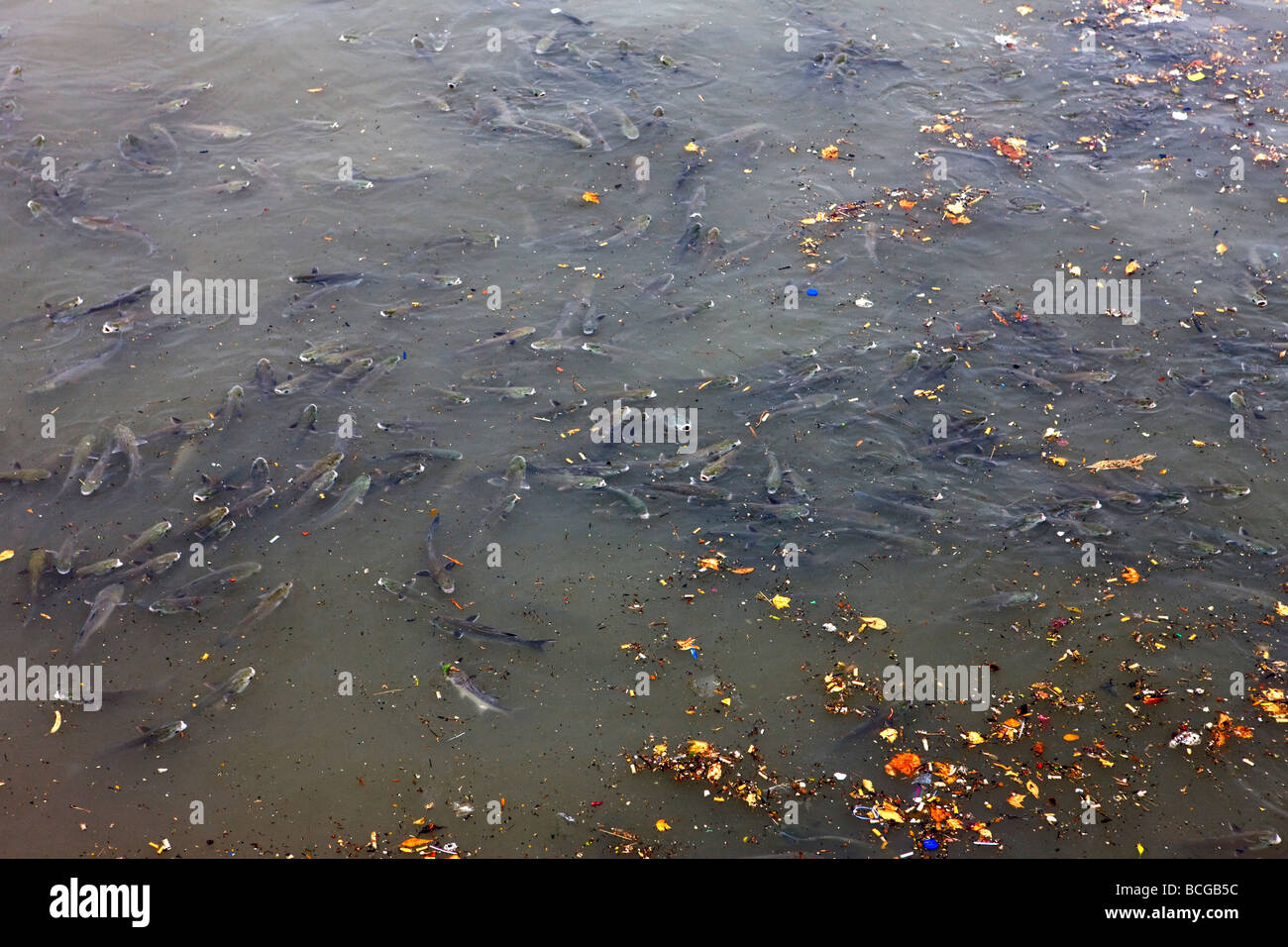 Mass of fish hi-res stock photography and images - Alamy