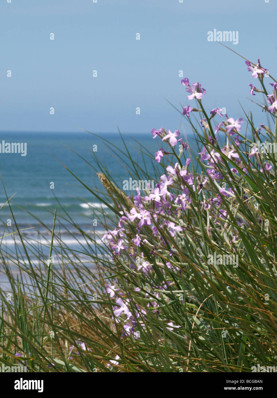Sand dune wild flowers hi-res stock photography and images - Alamy