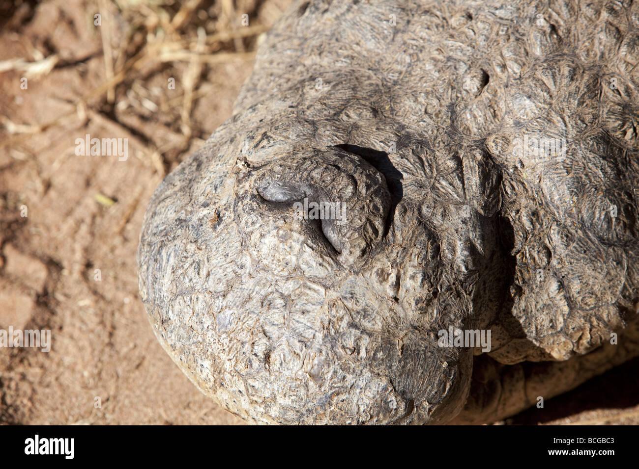Close up shot of a Nile crocodile's nose Stock Photo - Alamy