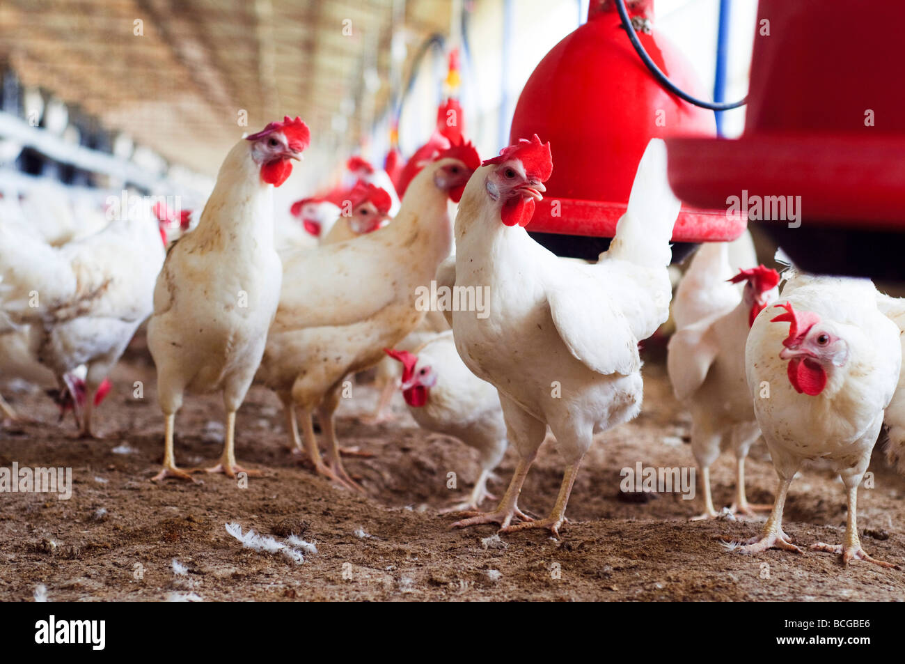 Chicken Coop High Resolution Stock Photography and Images - Alamy