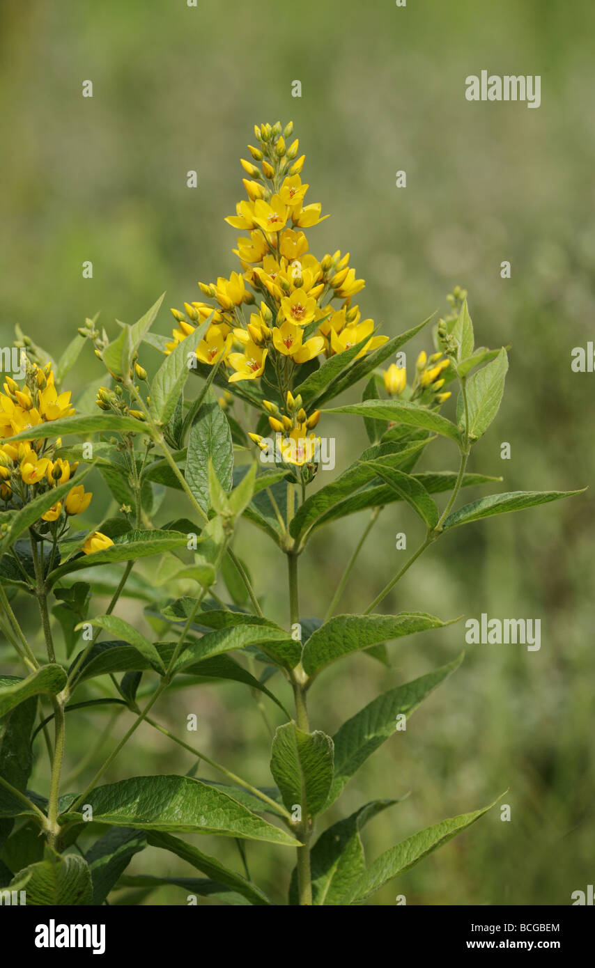 Yellow loosestrife hi-res stock photography and images - Alamy