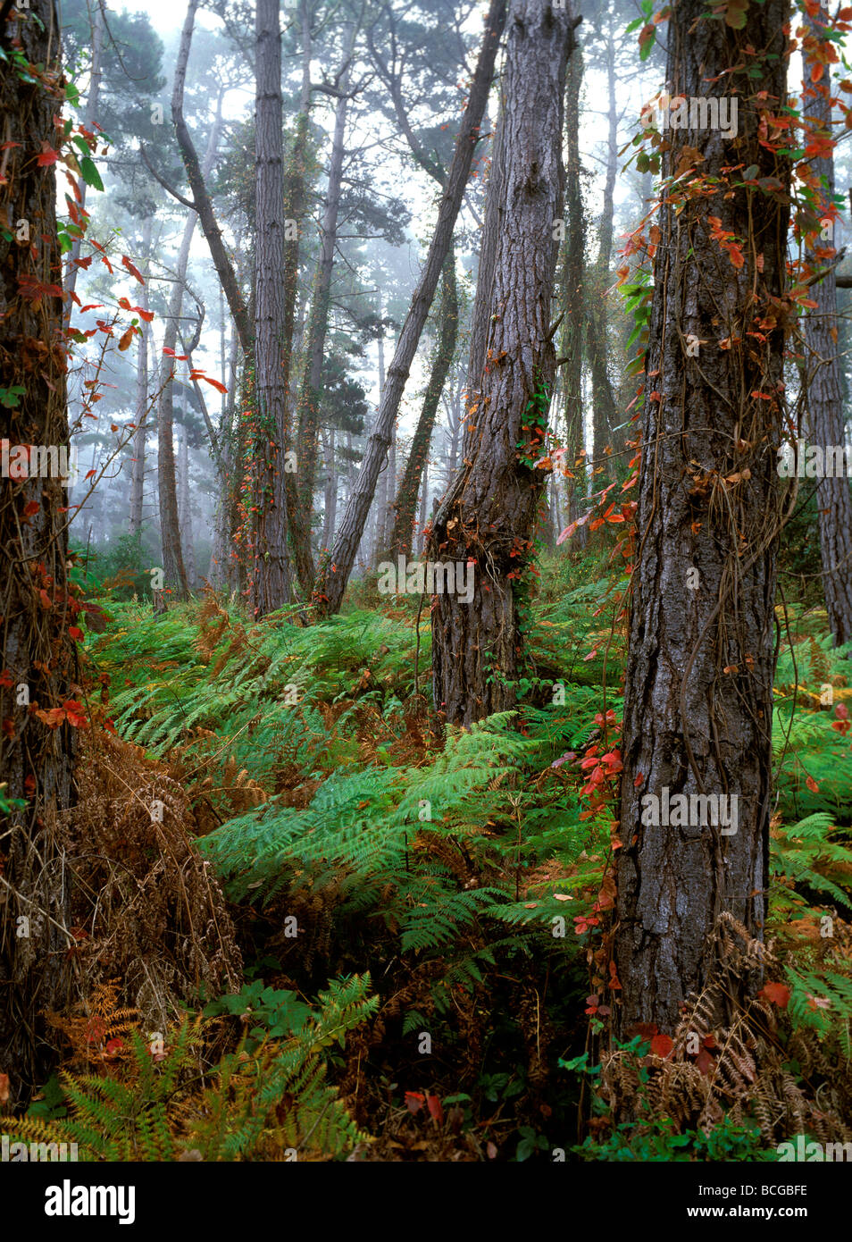 Fog in monterey pine forest hi-res stock photography and images - Alamy