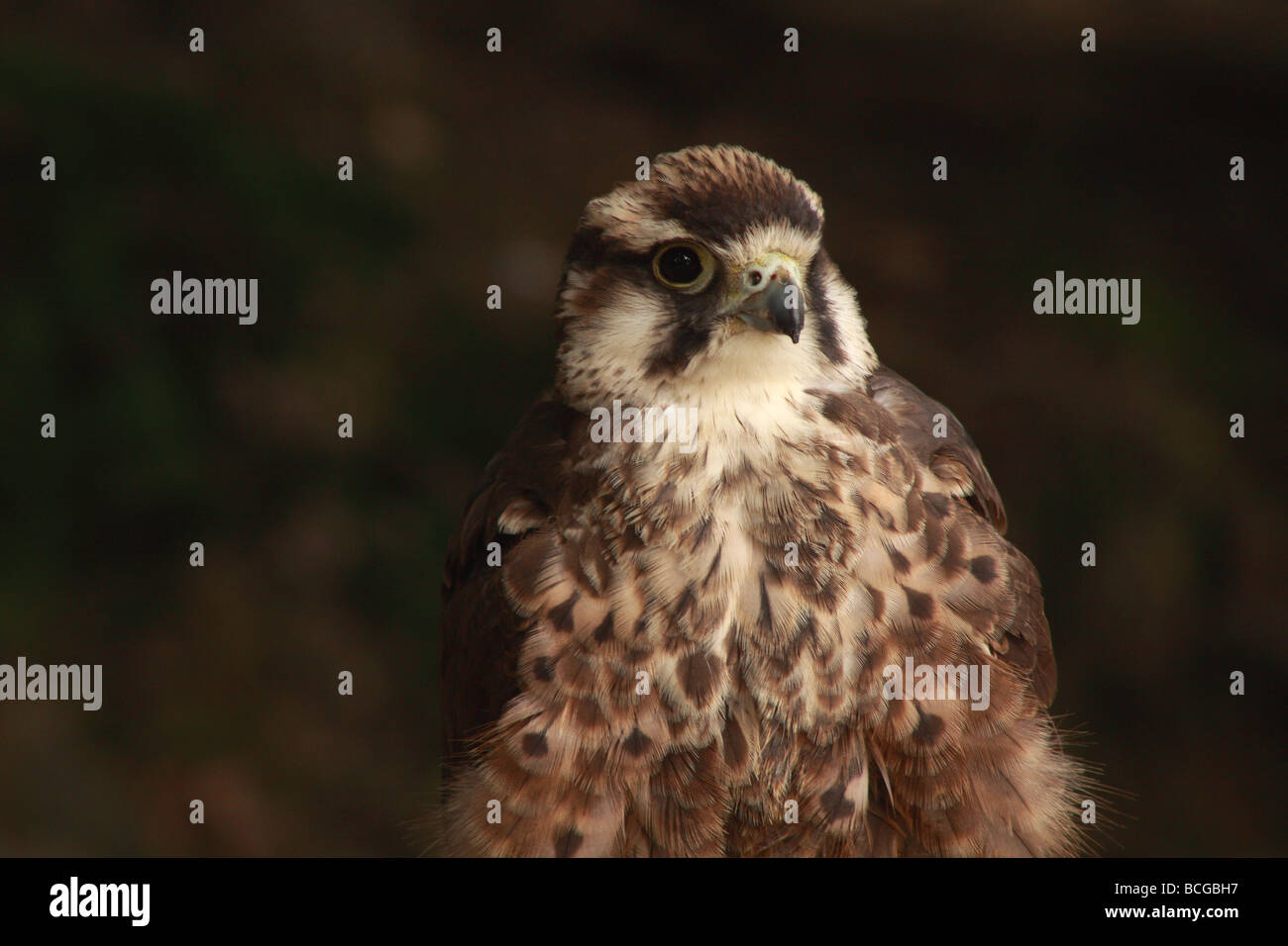Falconidae hi-res stock photography and images - Alamy