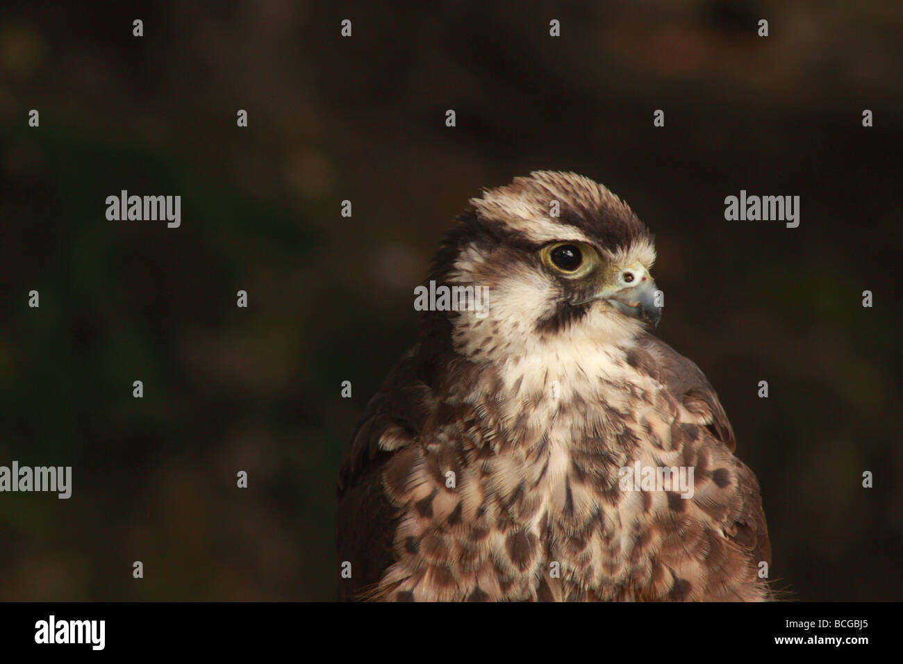 Falco tinnunculus , Falconidae, Common Kestrel , bird , raptor Stock ...