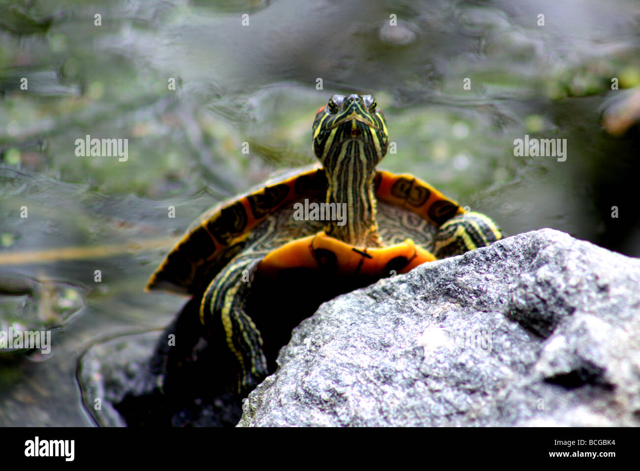 Terrapin sitting on a rock in Central Park lake Stock Photo - Alamy