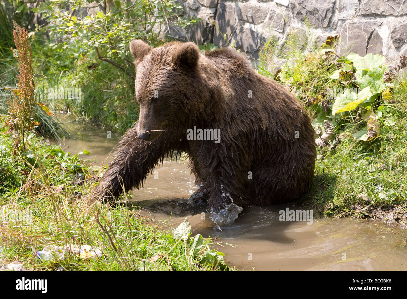 Wild Bear Cooling In Water On A Sunny Summer Afternoon Stock Photo - Alamy