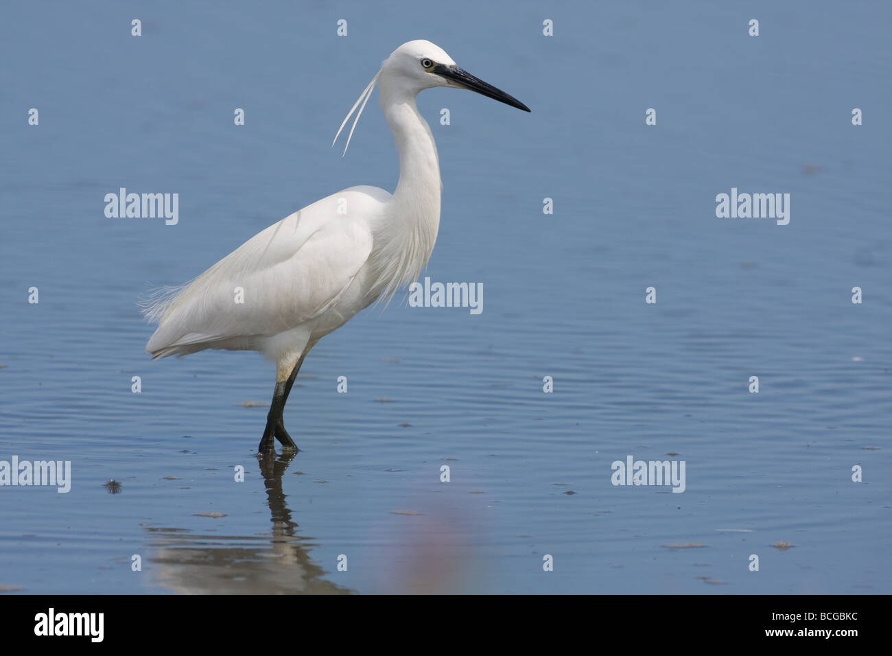Little Egret, Egretta garzetta Stock Photo - Alamy