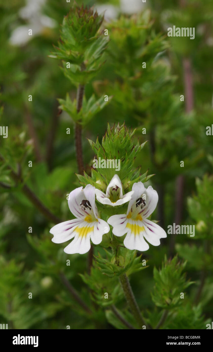 Common Eyebright Euphrasia nemorosa Stock Photo - Alamy