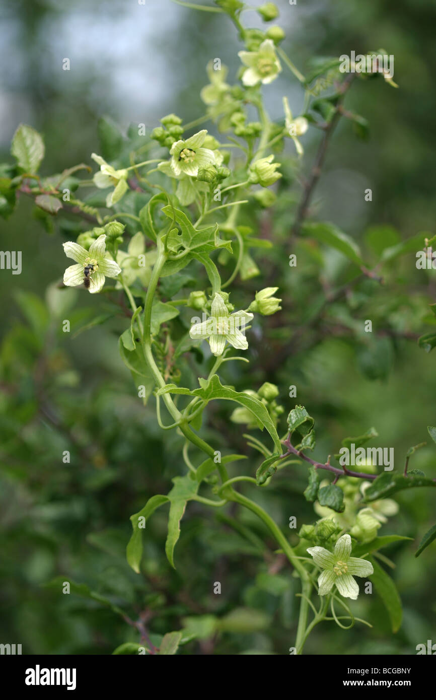White Bryony Bryonia dioica climbing through a hedge Stock Photo - Alamy