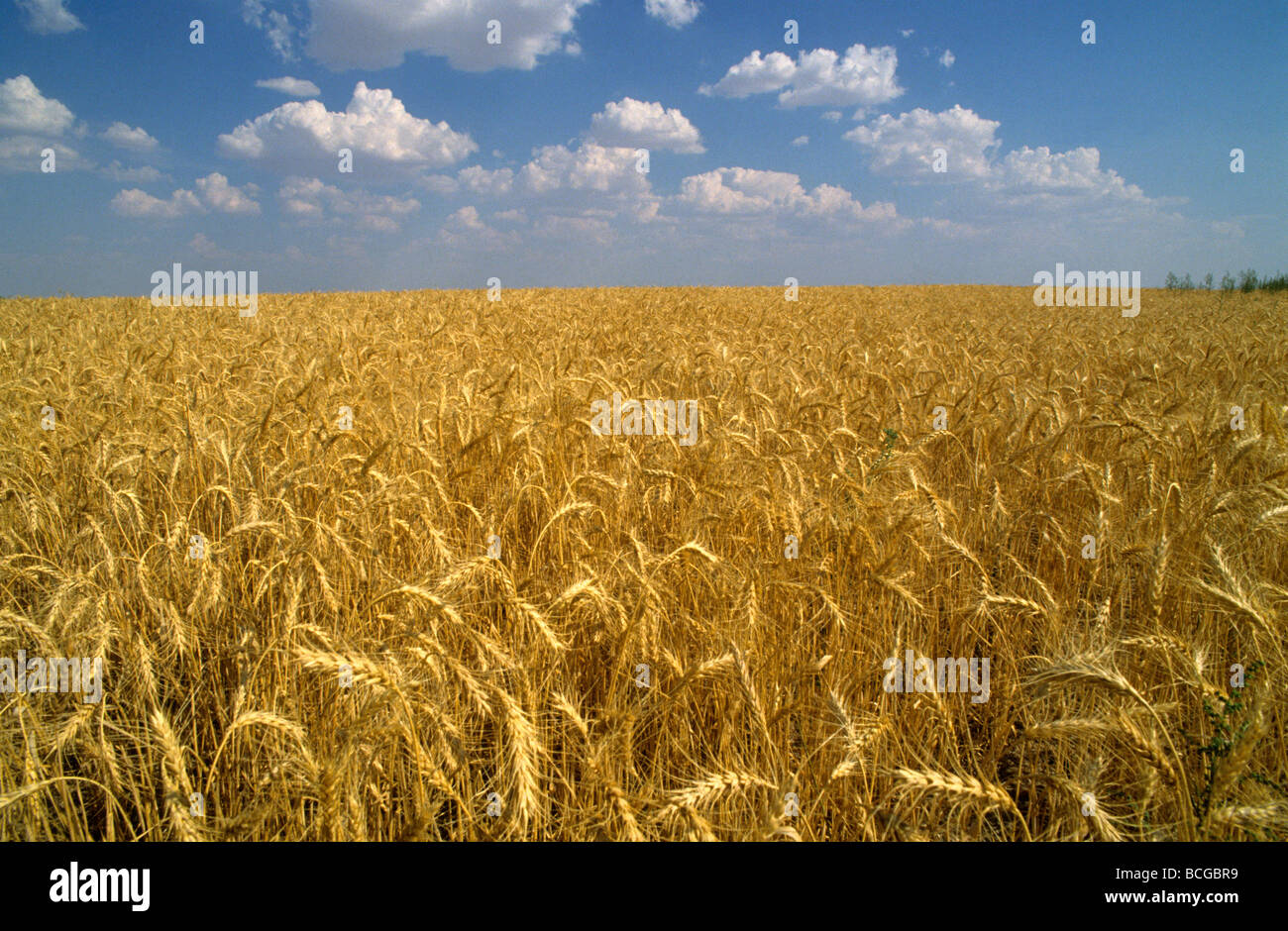 Grow concepts hi-res stock photography and images - Alamy