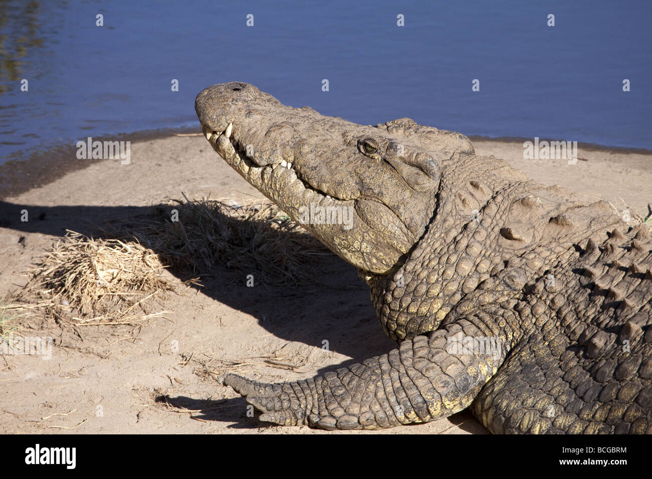 Nile crocodile on land sunbathing by the water Stock Photo - Alamy