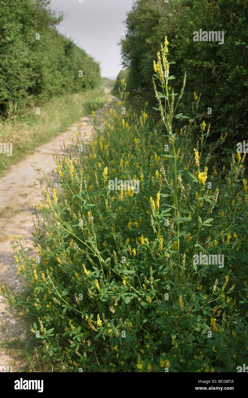 Warfarin blood hi-res stock photography and images - Alamy