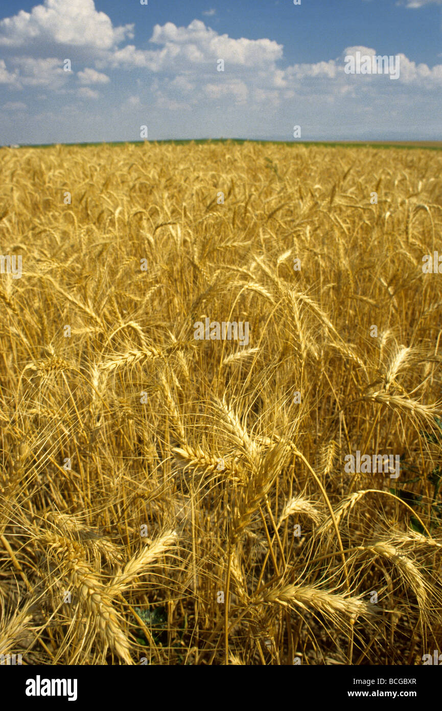 Spain wheat grain hi-res stock photography and images - Alamy
