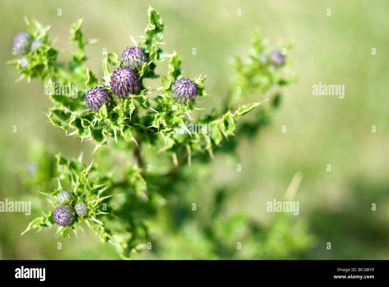 Scotland thistles hi-res stock photography and images - Alamy