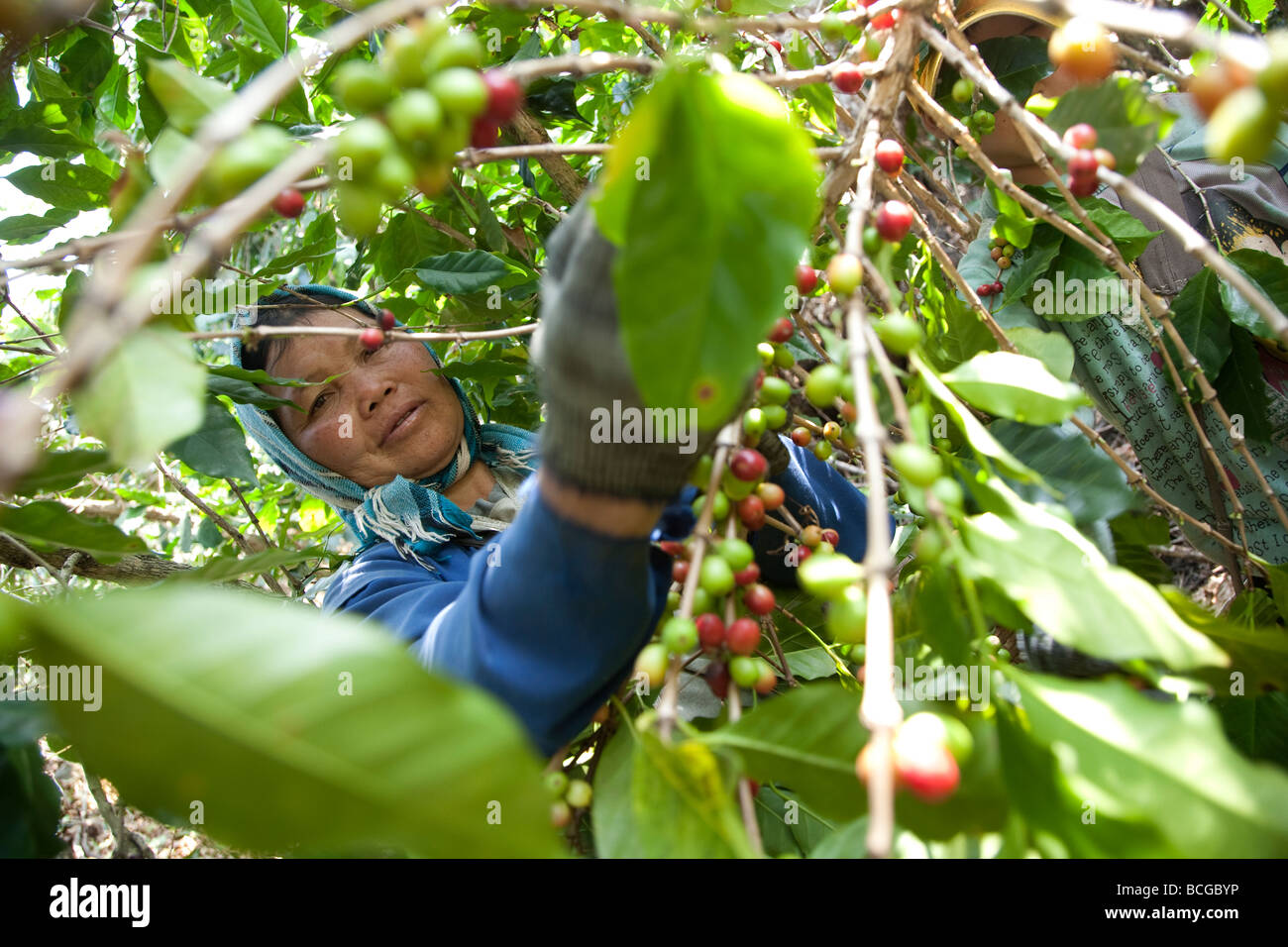 in the north of Thailand, Chiang rai province, farmer from Akha tribe ...