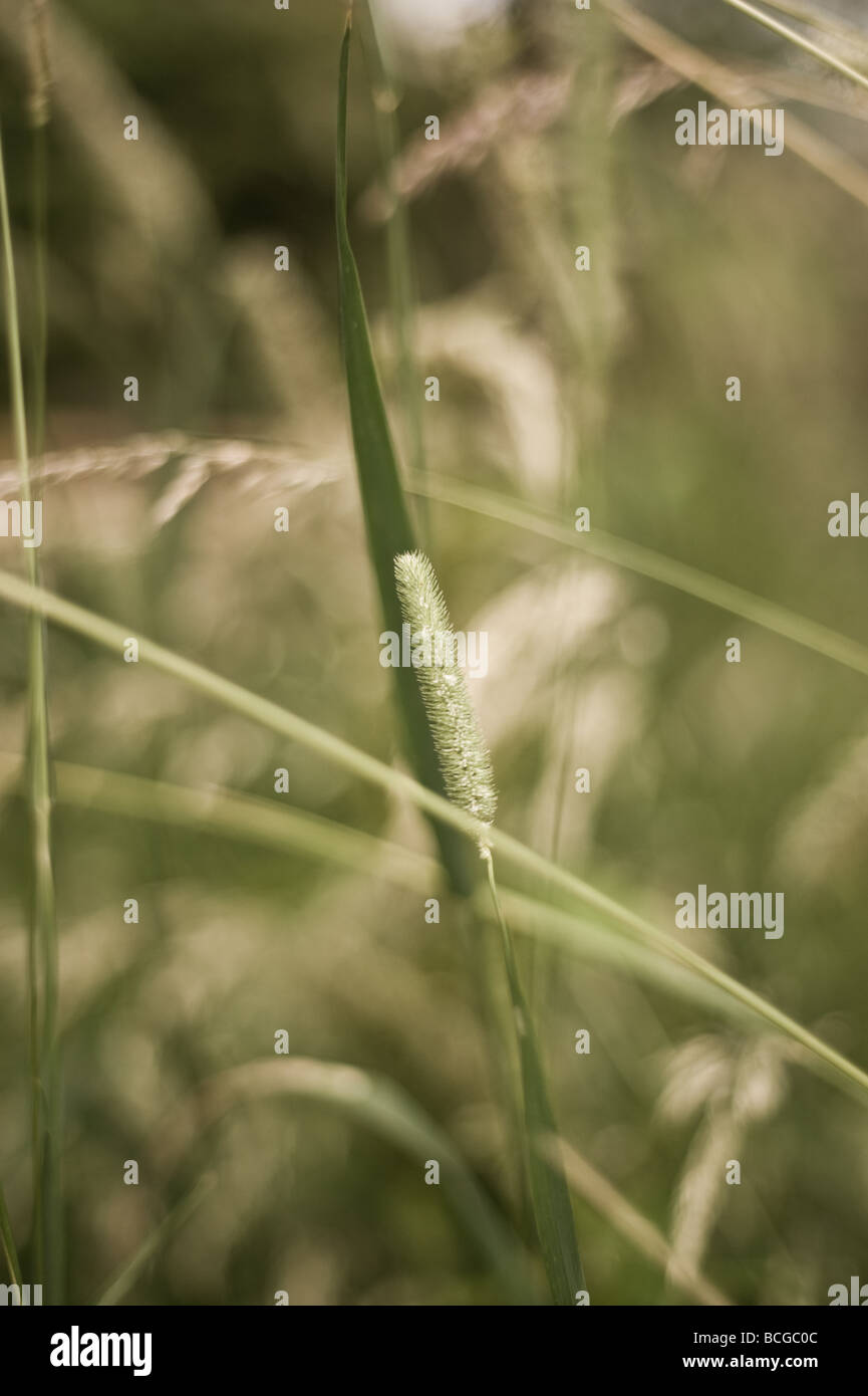 English rye grass hi-res stock photography and images - Alamy