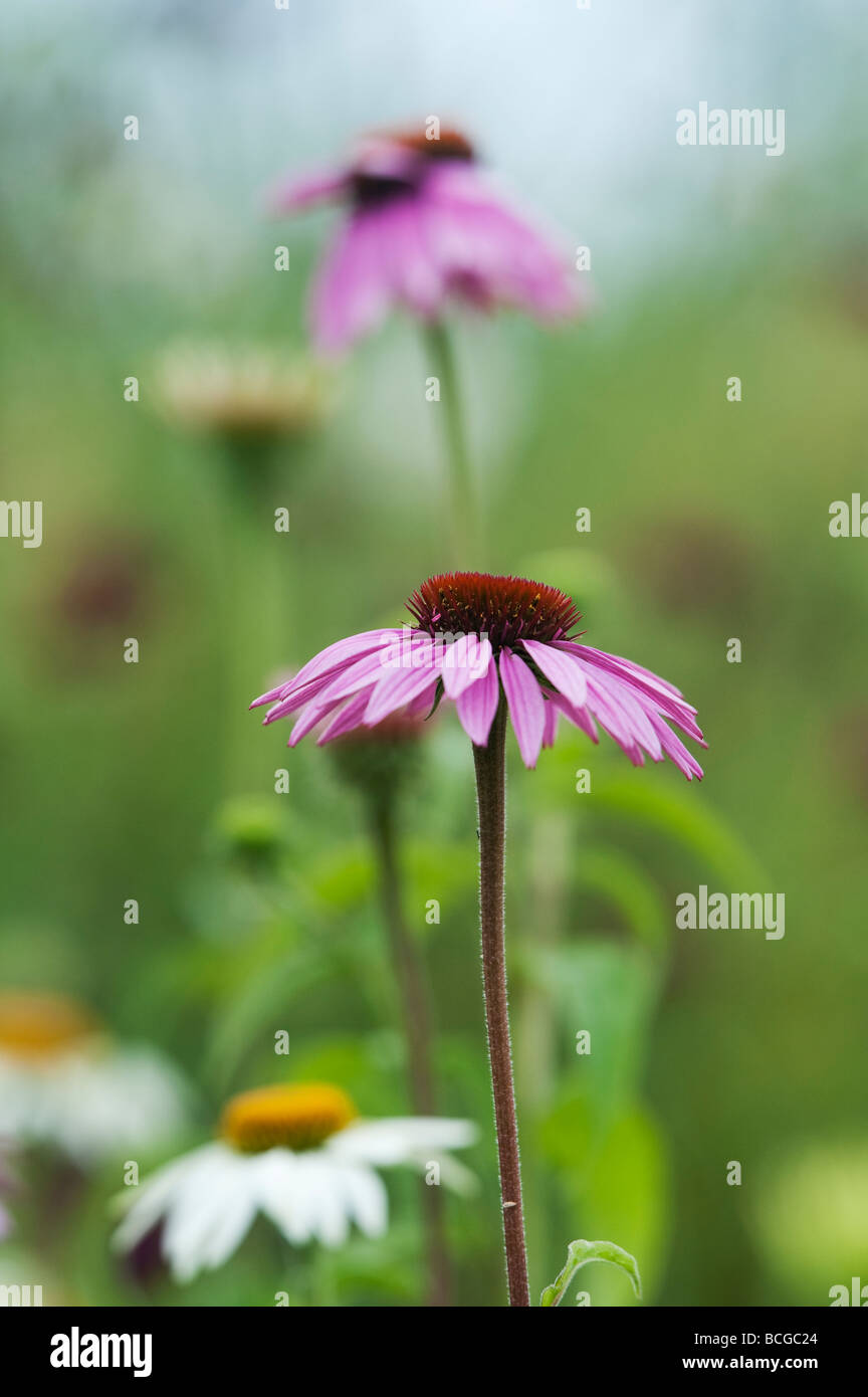 Echinacea purpurea 'magnus'. Coneflower 'Magnus' Stock Photo - Alamy