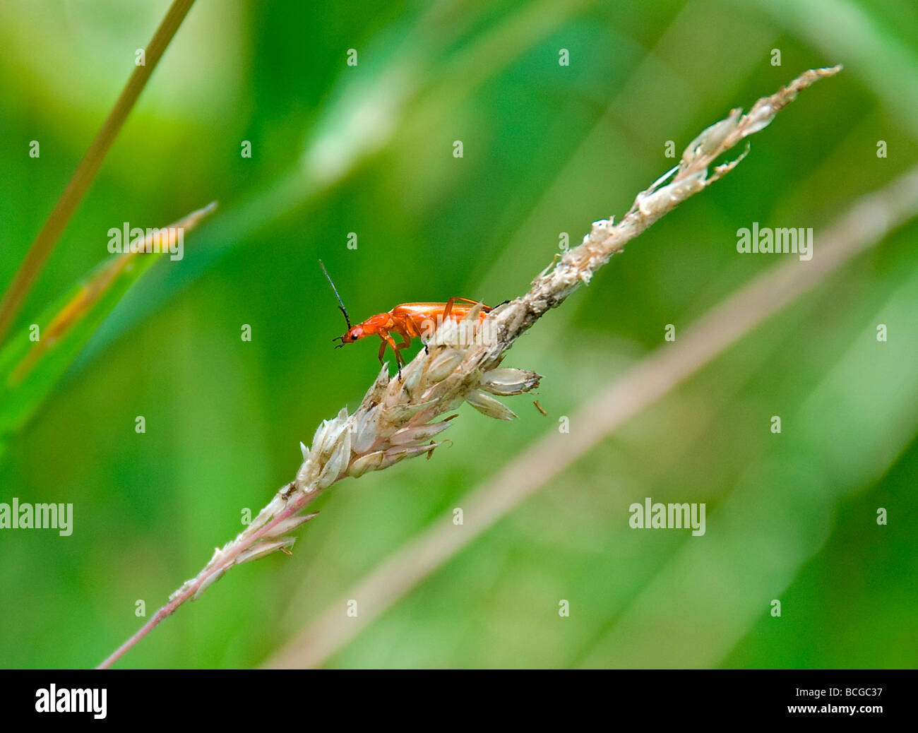 Cardinal beetle hi-res stock photography and images - Alamy