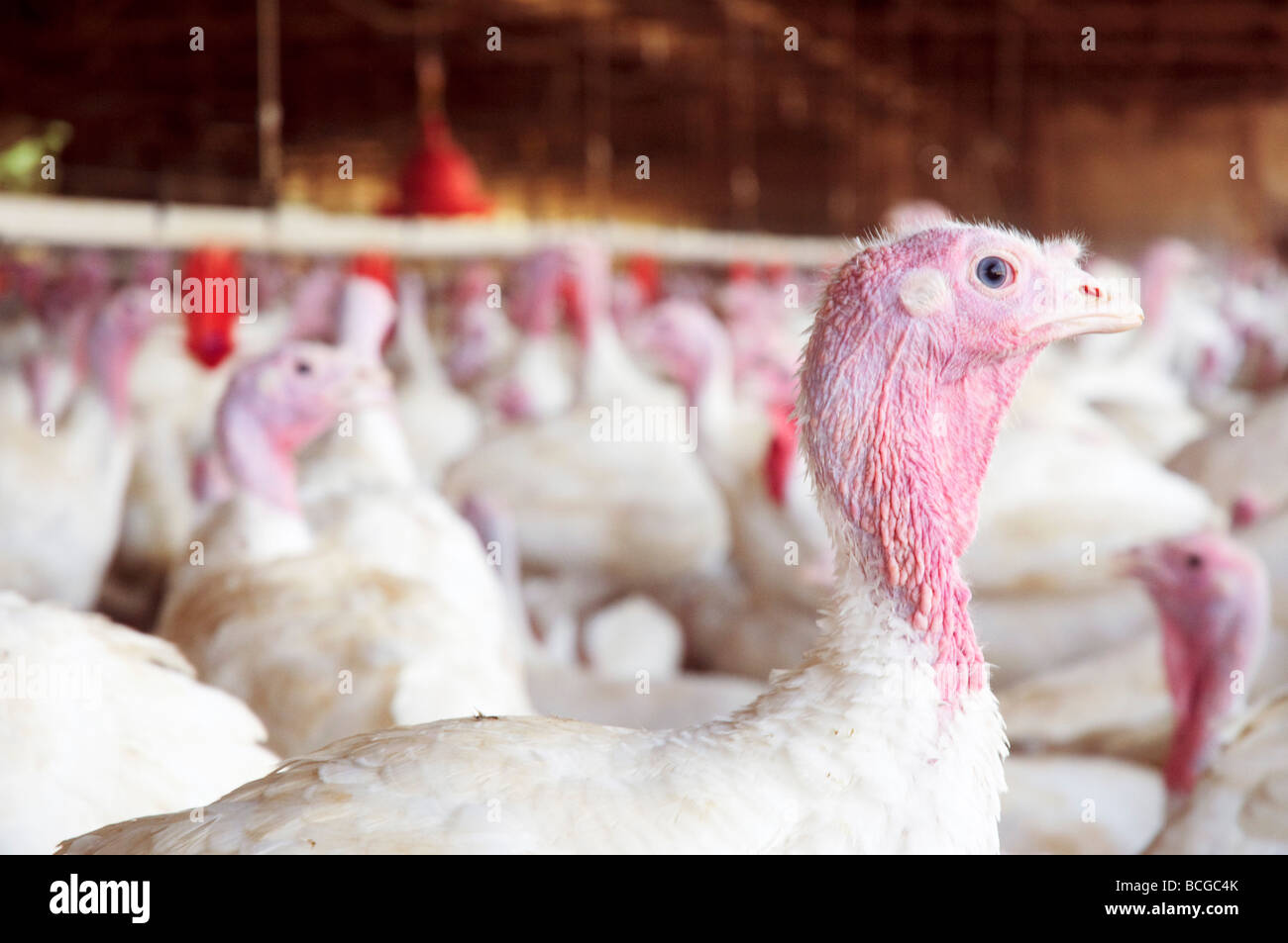 Turkey breed hi-res stock photography and images - Alamy